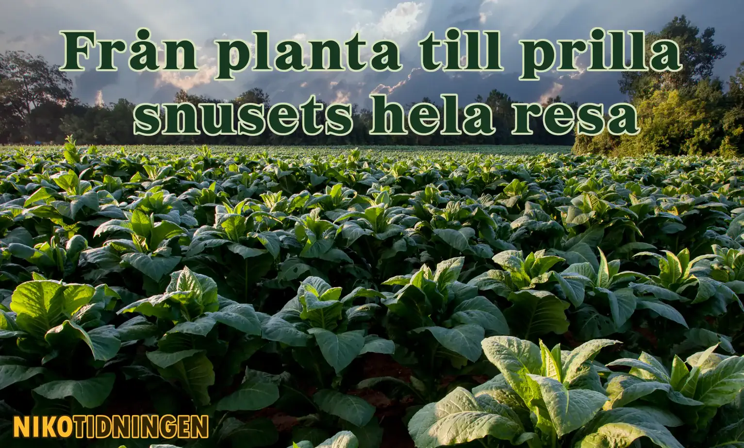 Från planta till prilla - snusets hela resa - Mer om detta på ...